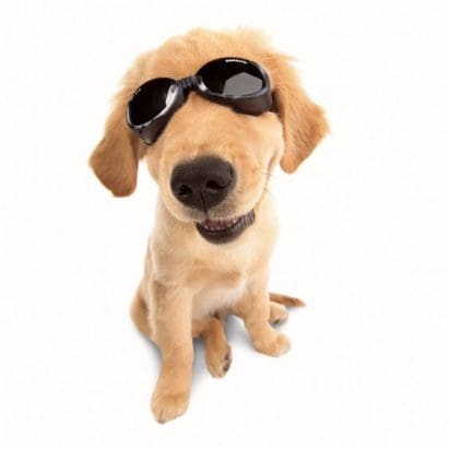 Goggles for your Dog = Doggles - webBikeWorld